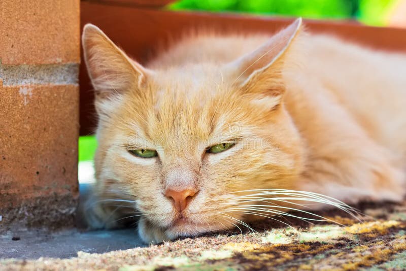 Red cat stock photo. Image of cute, laze, sleep, beautiful - 71333510