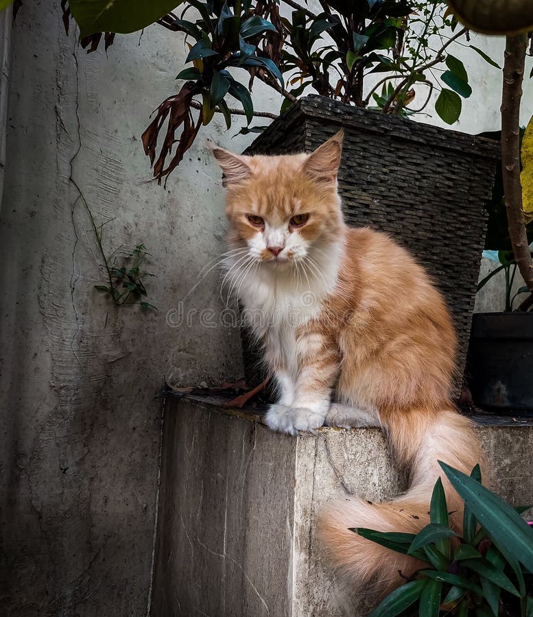 Cute red cat stock photo. Image of balcony, kitten, outside - 264380688