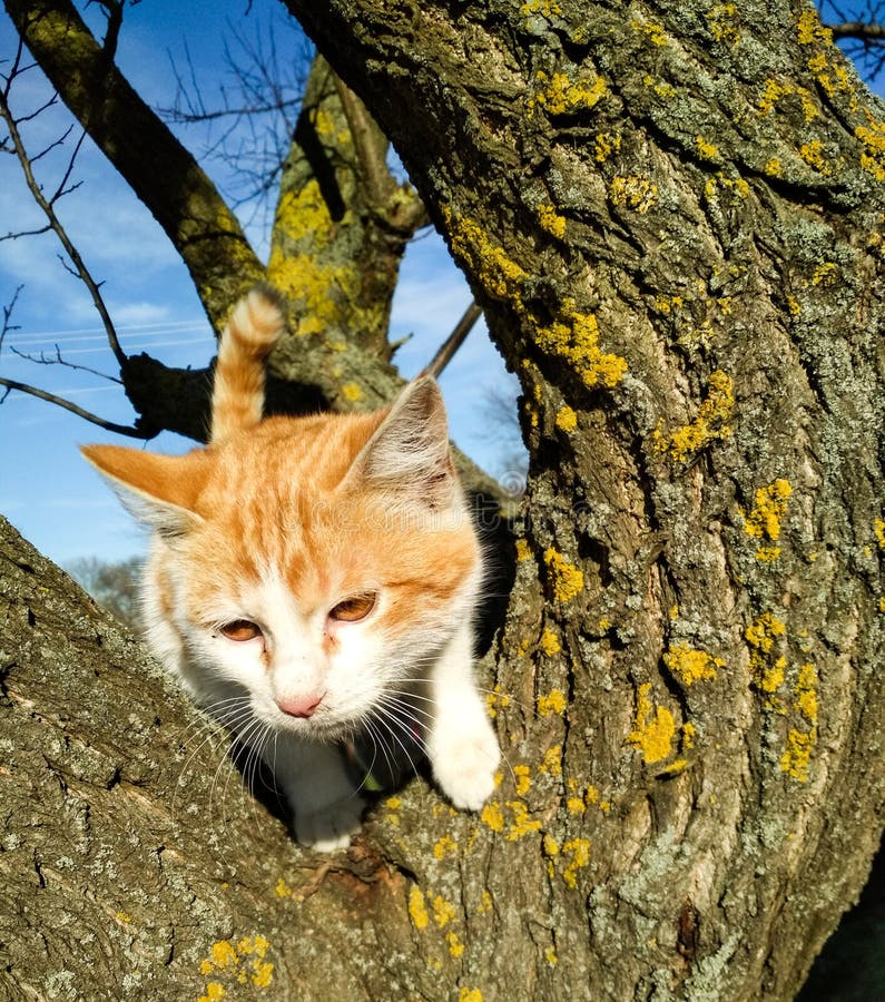 Cute red cat stock photo. Image of eyes, blue, outdoors - 108612398