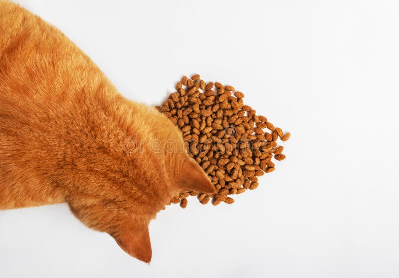 Cute Red Cat Eating Dry Food, Top Stock Photo - Image of breed, feline ...