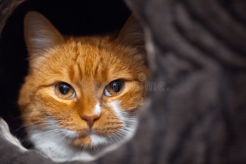 Cute Red Cat Looking from Inside of Black Box Stock Image - Image of ...