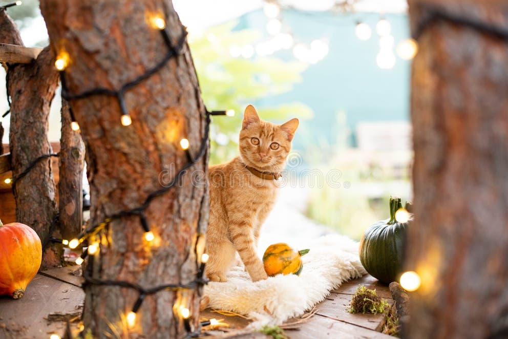 Cute Red Cat on a Pine Tree Stock Photo - Image of lifestyle ...