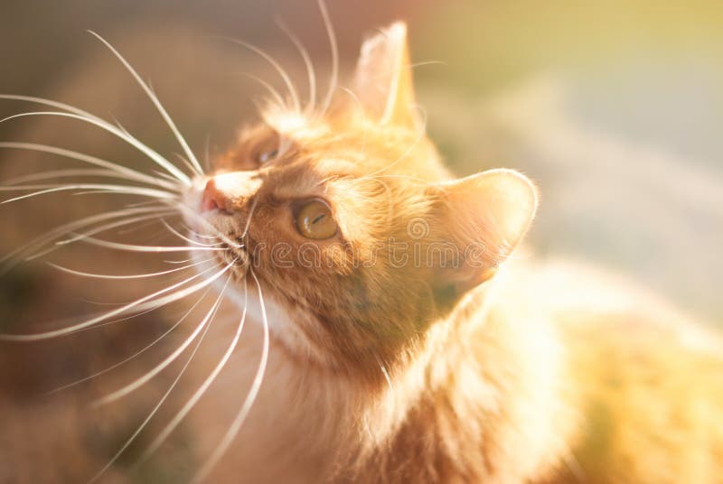 Cute Red Cat Relaxing in Sun Rays at Home Stock Photo - Image of rest ...