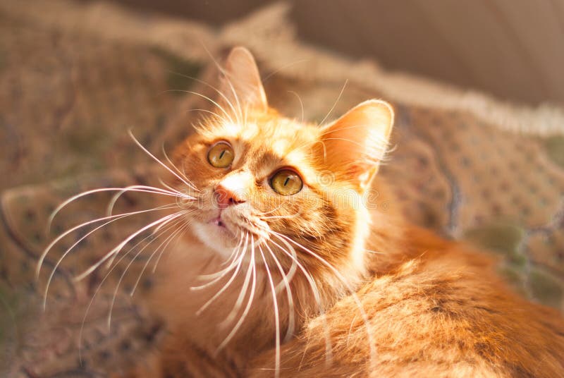 Cute Red Cat Relaxing in Sun Rays at Home Stock Photo - Image of ...