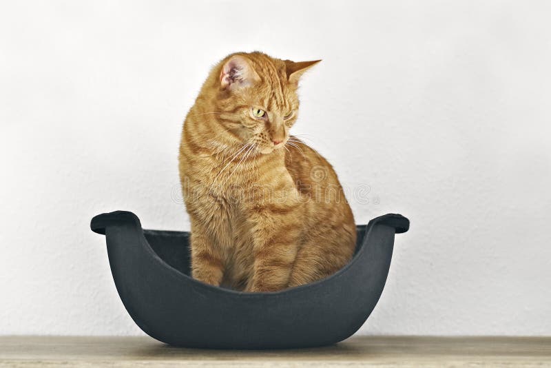 Cute Red Cat Sitting in a Cave-style Cat Bed and Looking Away. Stock ...