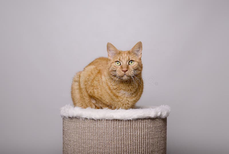 Cute Red Cat Sitting on Scratching Barrel and Looking Straight To the ...