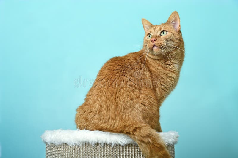 Cute Red Cat Sitting on the Scratching Post. Stock Photo - Image of ...