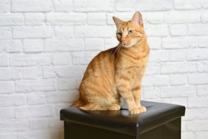 Cute Red Cat Sitting on a Stool and Looking Away. Stock Image - Image ...