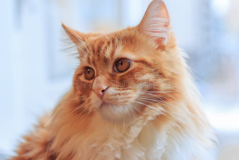 Cute red cat stock photo. Image of housecat, kitty, beautiful - 143108526