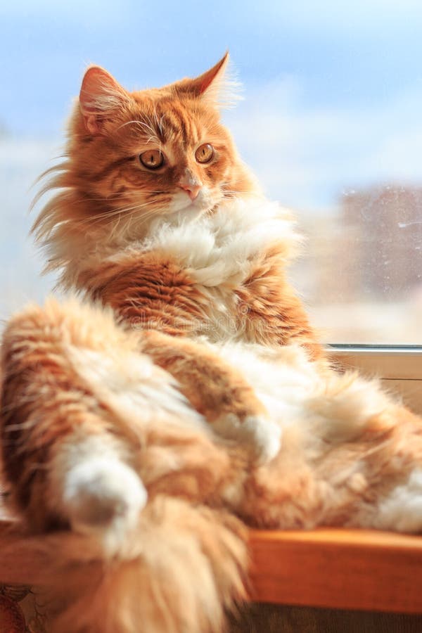 Cute Red Cat Sitting in the Window Stock Photo - Image of beautiful ...