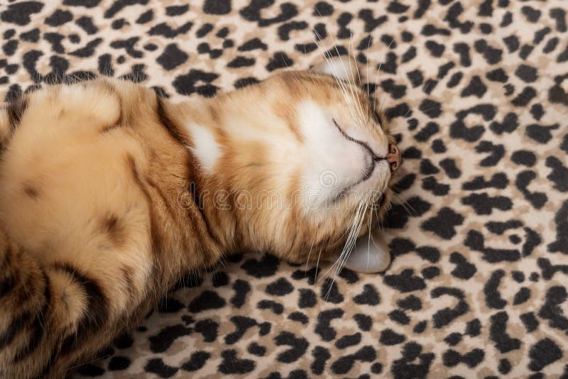 A Cute Red Cat Sleeps on a Soft Leopard Blanket Stock Photo - Image of ...