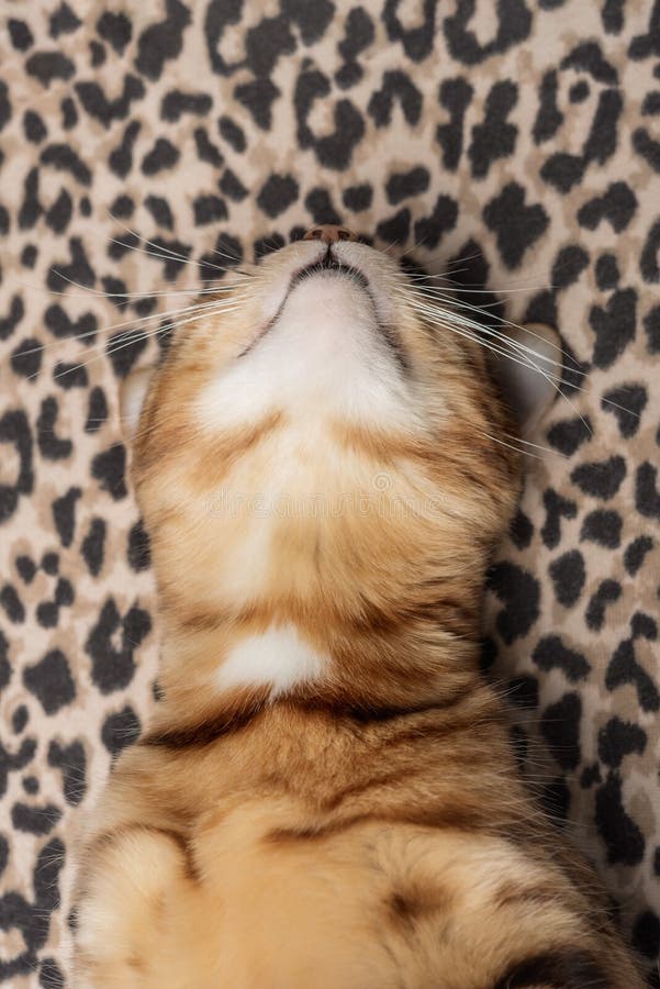 A Cute Red Cat Sleeps on a Soft Leopard Blanket Stock Image - Image of ...