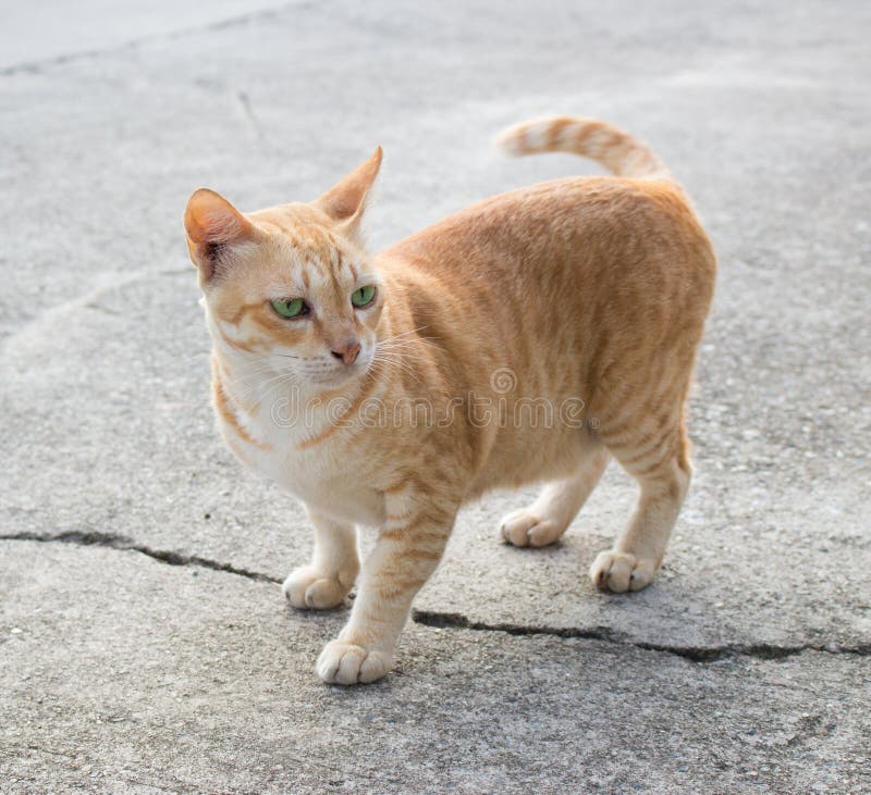 Cute red cat stock image. Image of ginger, animal, orange - 91835537