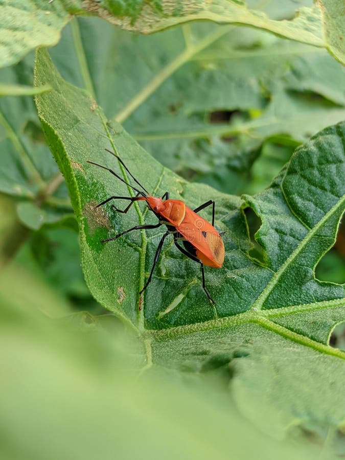 Cute red cotton bug stock photo. Image of funny, beetle - 372714206
