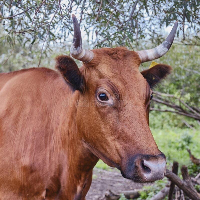 Cute red cow stock image. Image of head, countryside - 220914407