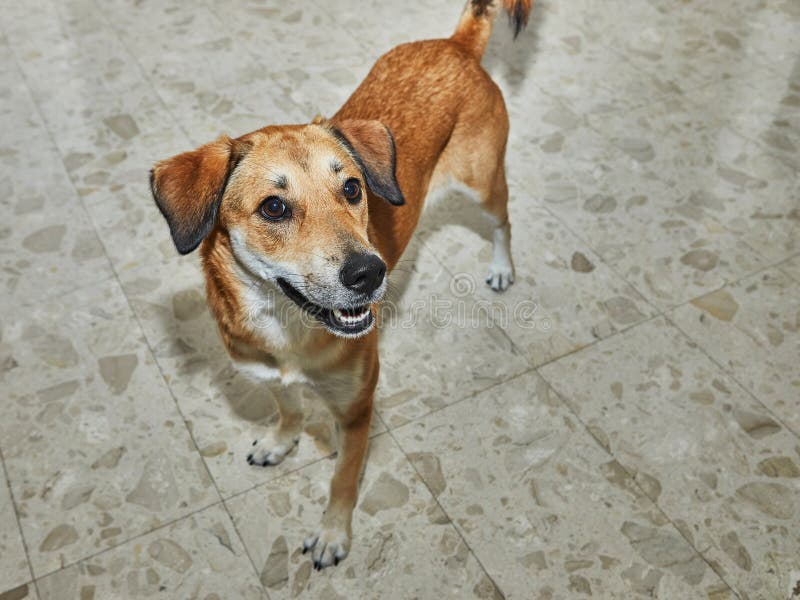 Cute Red Dog in the Apartment in Full Growth Stock Image - Image of ...