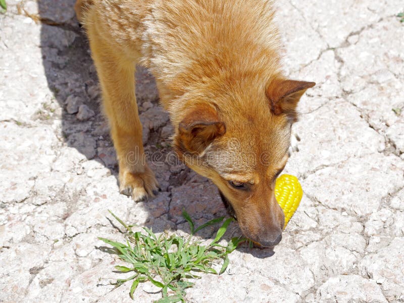 Red dog eats corn stock image. Image of freshness, happy - 152761419
