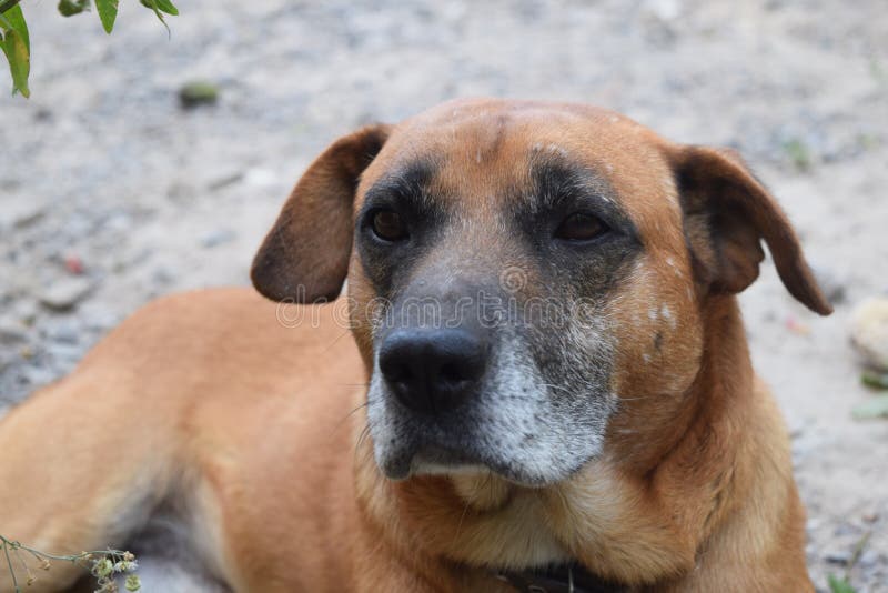 Cute Red Dog Looks at the Owner Stock Image - Image of friendly ...