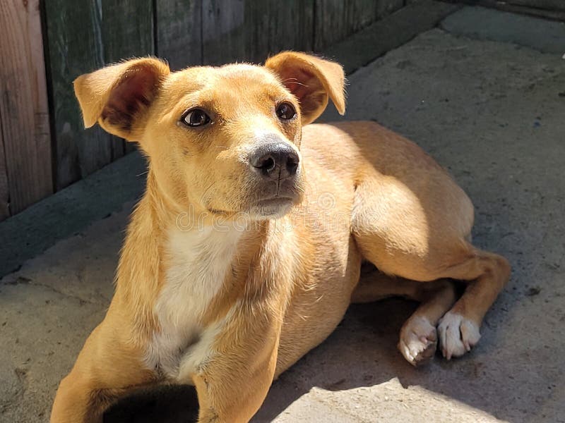 Cute Red Dog Looks Up Lying Down. Portrait of an Interested Dog Stock ...
