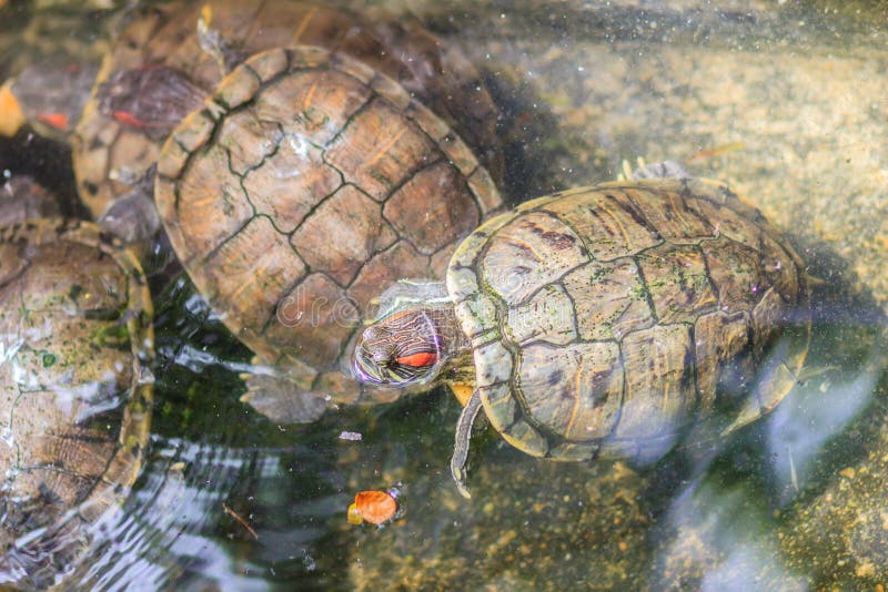 Cute Red-eared Slider (Trachemys Scripta Elegans), Also Known As the ...