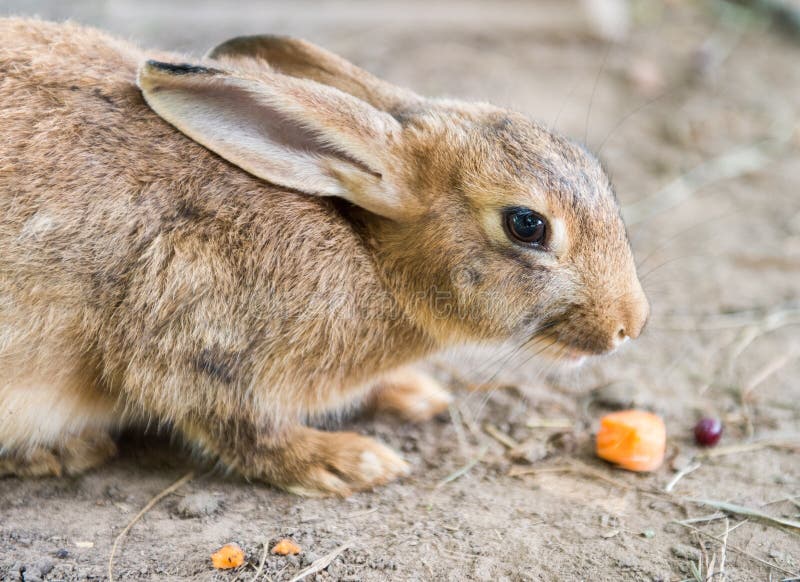 Cute Red Easter Rabbit Eating Carrot Outside Stock Photo - Image of ...
