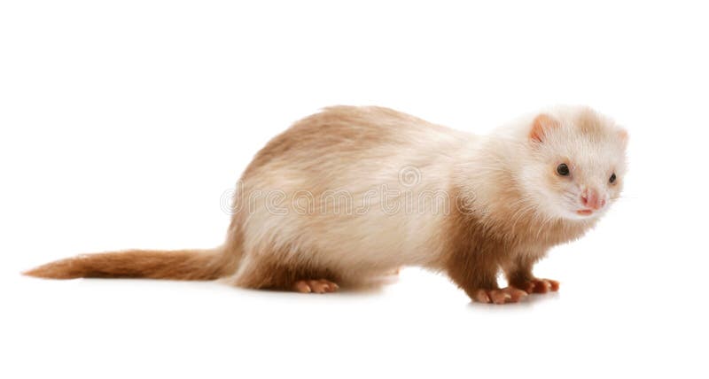 Cute red ferret stock image. Image of cute, looking, animal - 71882091