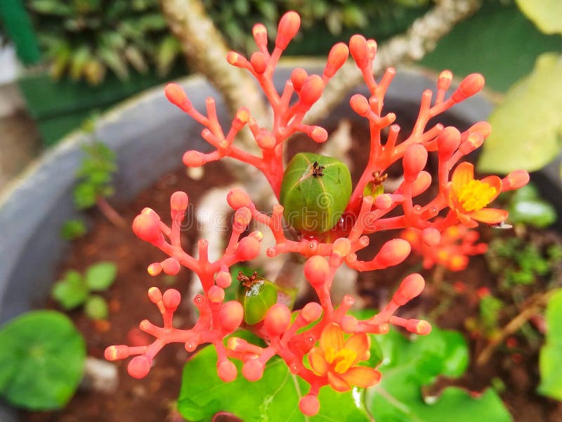 The Cute red flowers stock image. Image of plant, autumn - 199870437
