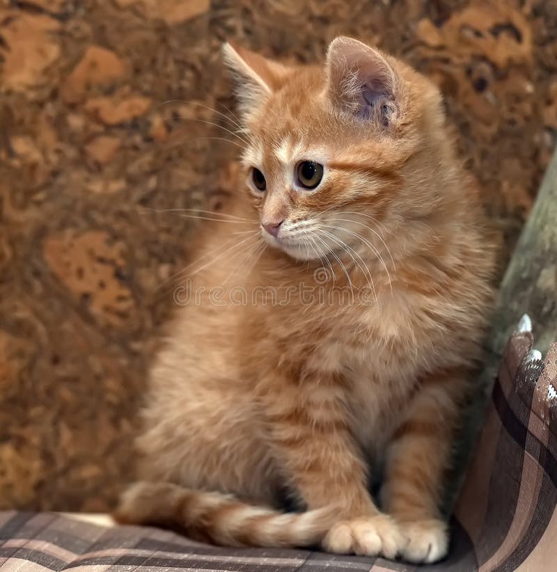 Cute red fluffy sad kitten stock photo. Image of pedigree - 159414796