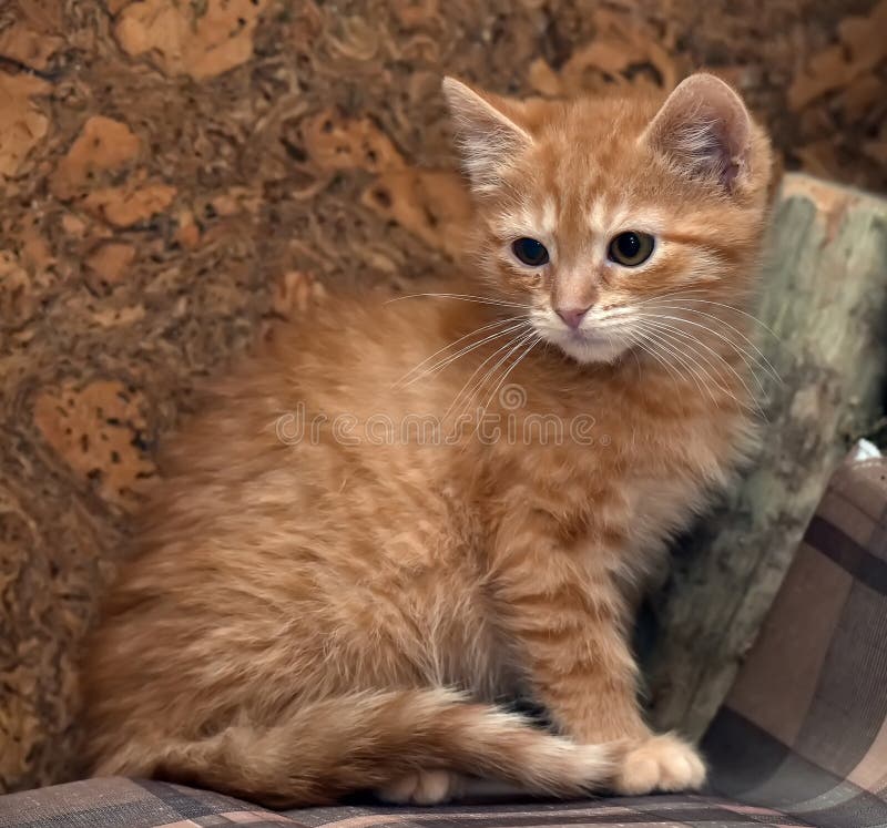 Cute red fluffy sad kitten stock photo. Image of isolated - 159414844