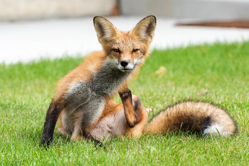 Small Red Fox Scratching Ear Stock Image - Image of eyes, grass: 258354873