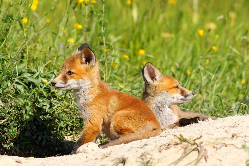 Cute red fox cubs stock image. Image of closeup, beautiful - 81347219