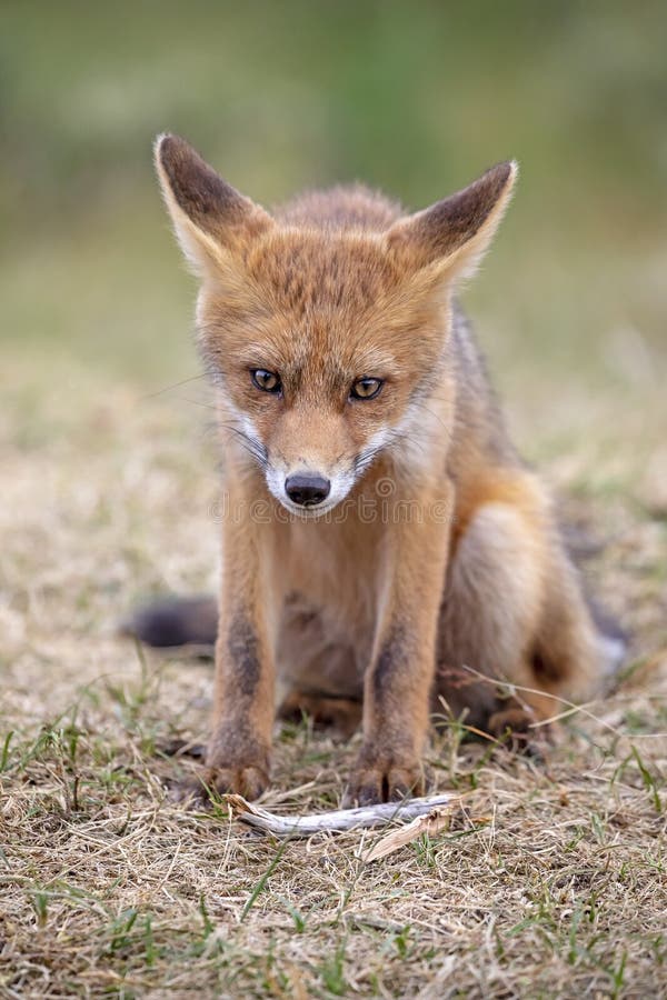 Cute Red fox stock image. Image of dunes, orange, furry - 124538955