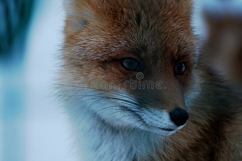 Cute red fox face close up stock photo. Image of portrait - 301133726