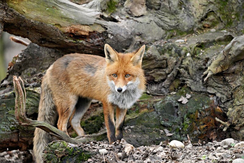 Cute Red Fox in Front of a Tree Root of a Fallen Tree in the Forest ...