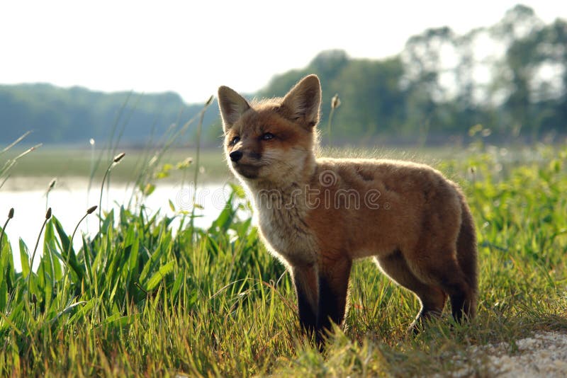 Cute Red Fox Kit in Meadow Near Lake in the Wild Stock Photo - Image of ...