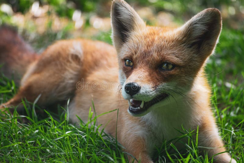Cute Red Fox Resting in the Grass Stock Image - Image of nature, asian ...