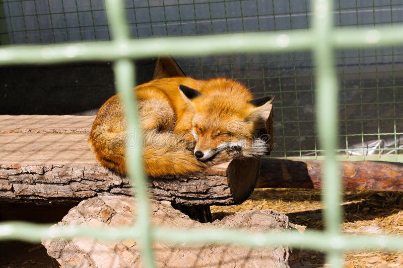 Red Fox Sleeping in Zoo in Cage Stock Image - Image of sleeping ...