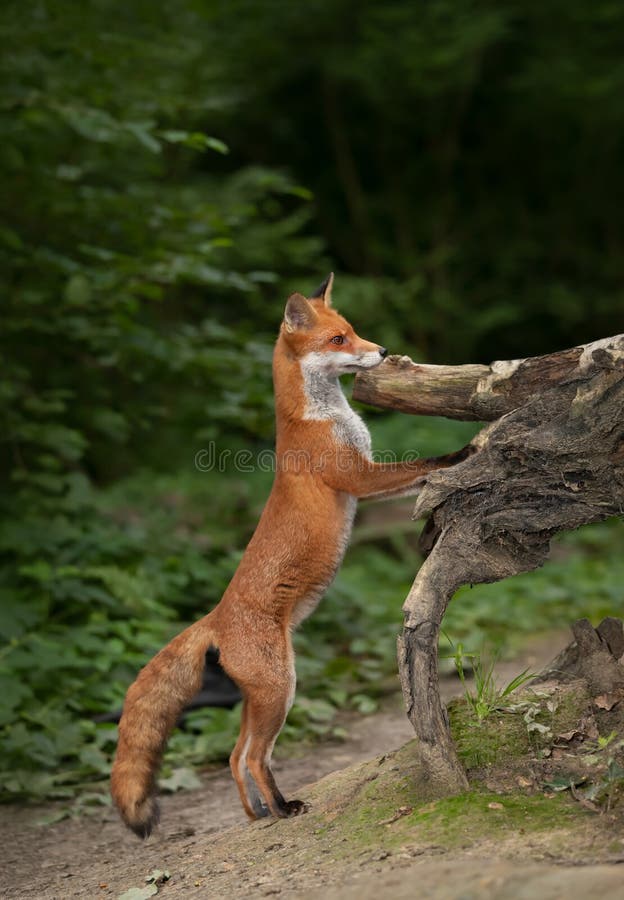 Cute Red Fox Standing on Hind Legs in a Forest Stock Photo - Image of ...