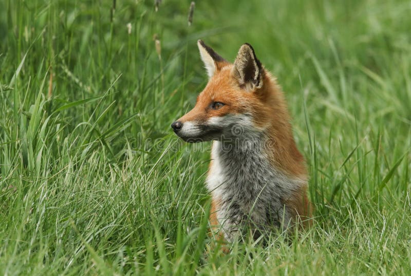 982 English Red Fox Stock Photos - Free & Royalty-Free Stock Photos ...