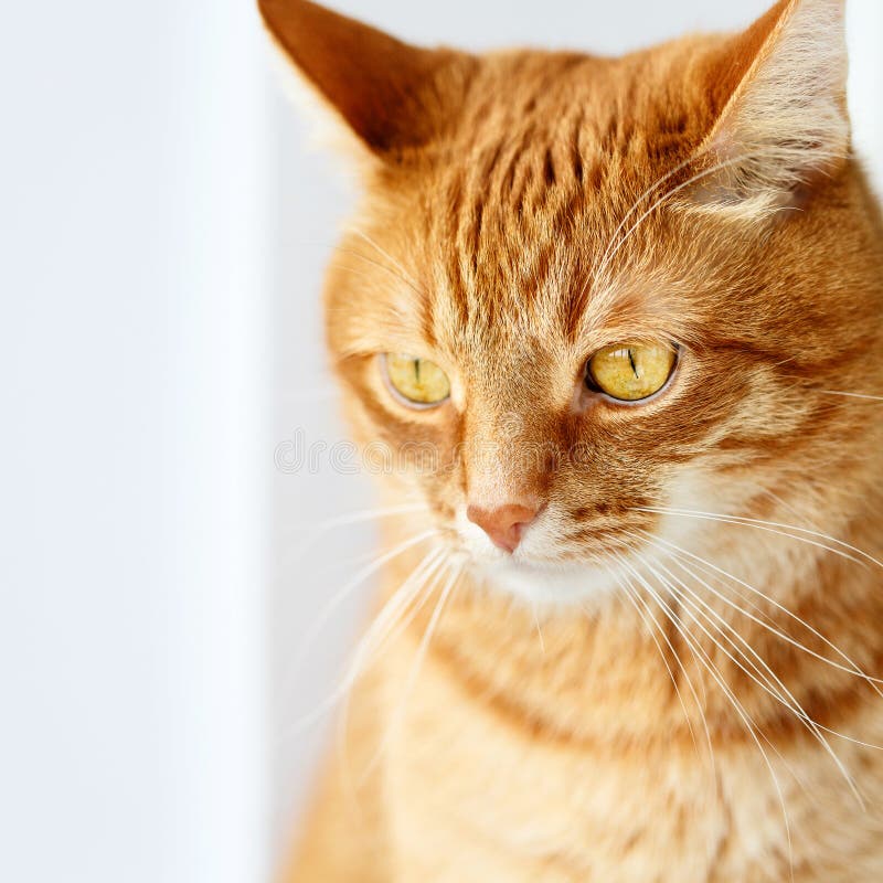Cute Red Ginger Cat Close-up Portrait, Yellow Eyes Stock Image - Image ...