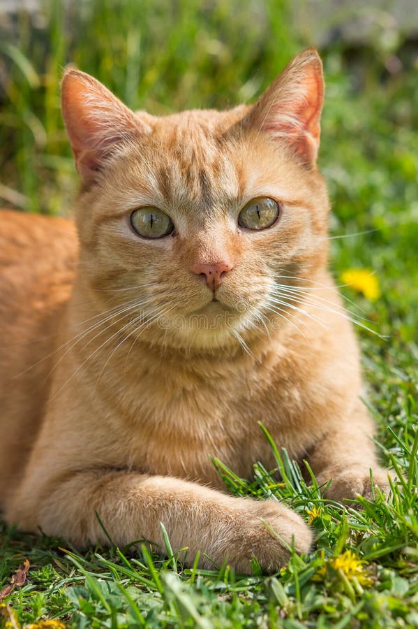 Cute Red-haired Cat Lying on the Grass Stock Image - Image of home ...