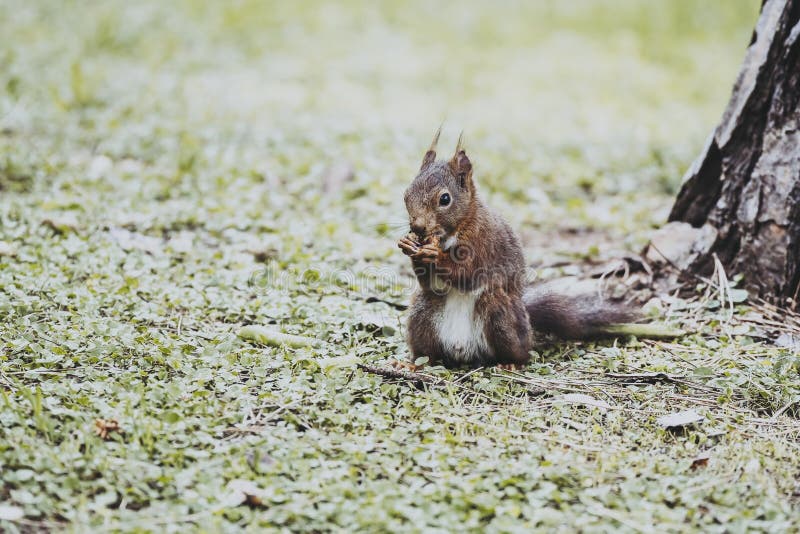 Cute Red Haired Squirrel Eating a Seed Stock Photo - Image of small ...
