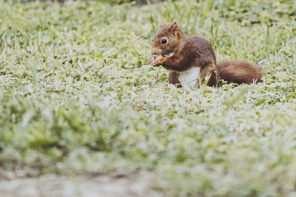 Cute Red Haired Squirrel Eating a Seed Stock Photo - Image of squirrel ...