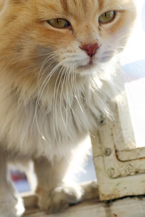 Cute Red Headed Sorrel Cat Stock Photos - Free & Royalty-Free Stock ...