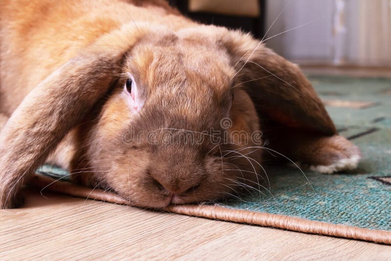 Cute Red House Rabbit in the Room Stock Image - Image of house, young ...