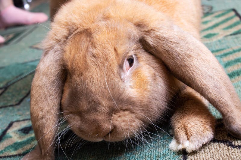 Cute Red House Rabbit in the Room Stock Photo - Image of hand, animal ...