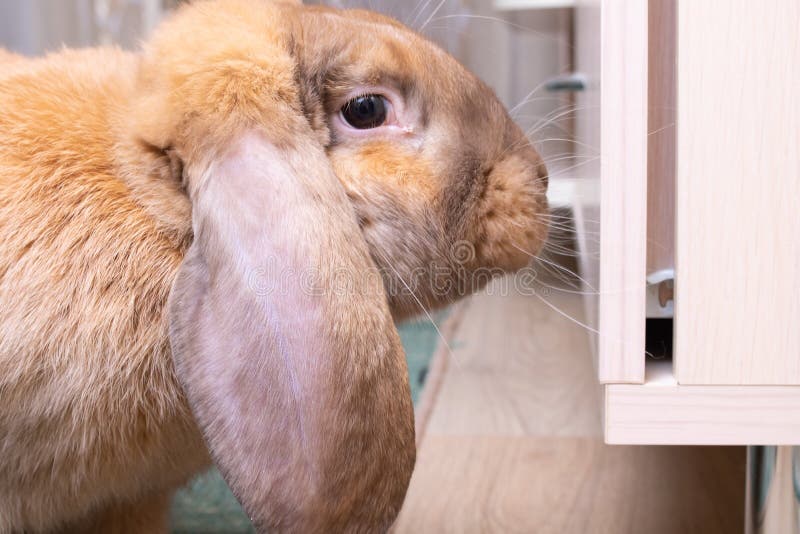 Cute Red House Rabbit in the Room Stock Photo - Image of table, house ...