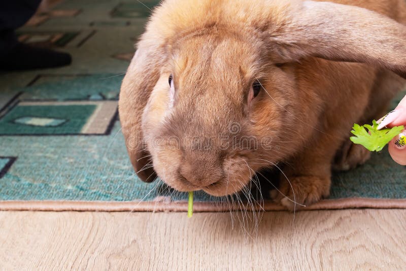 Cute Red House Rabbit in the Room Stock Photo - Image of love, hair ...