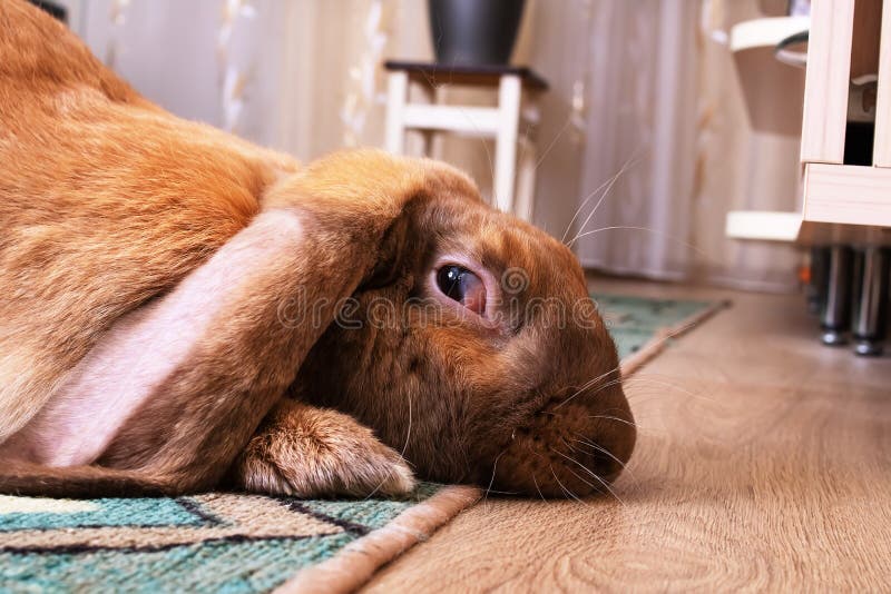 Cute Red House Rabbit in the Room Stock Photo - Image of funny ...