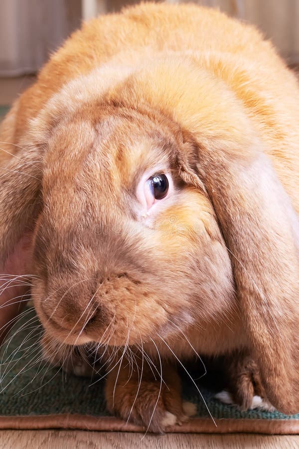 Cute Red House Rabbit in the Room Stock Image - Image of apartment ...
